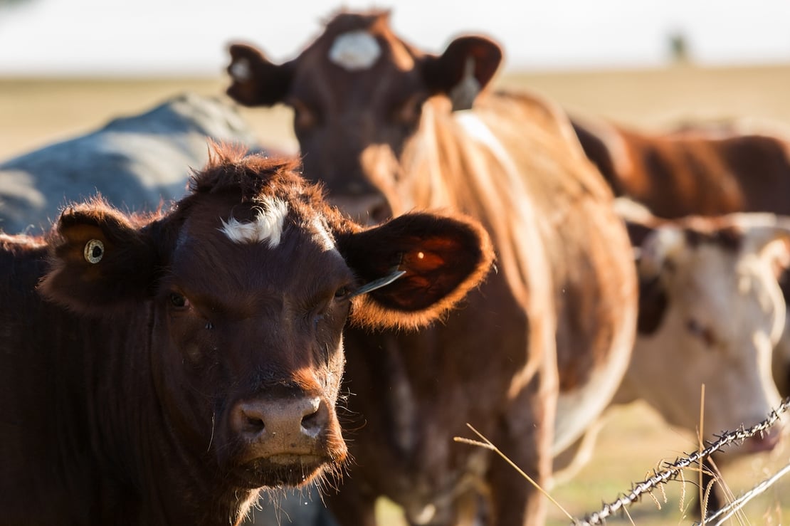 Plainsight introduces Vision AI for accurate livestock monitoring ...